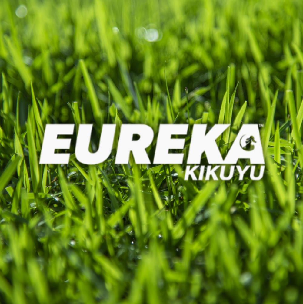 Eureka Kikuyu Grass – Greenway Turf Supplies